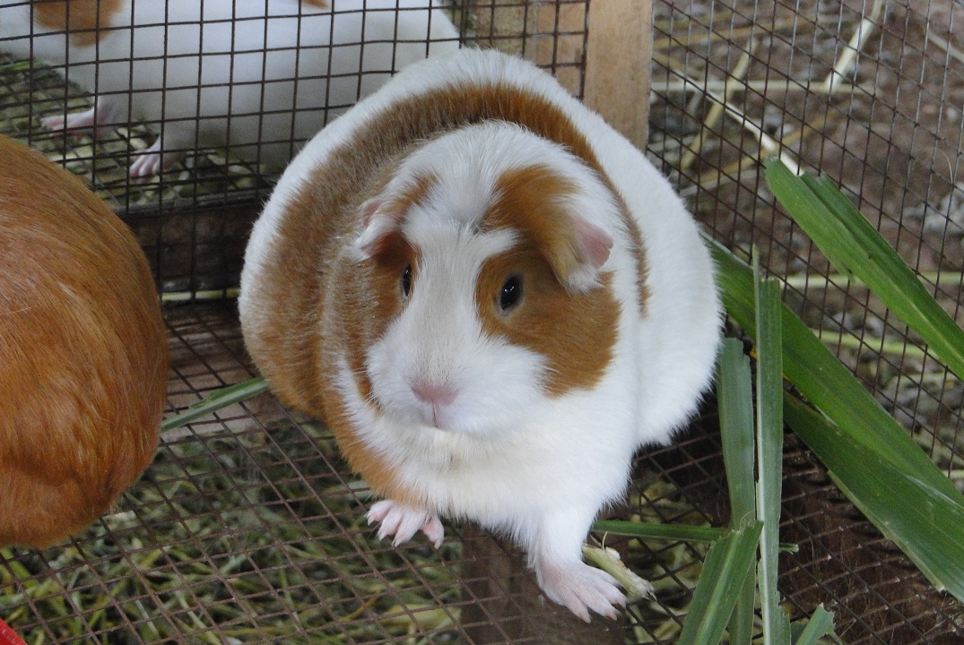 Áncash: PROCOMPITE prioriza la crianza y producción de cuyes y porcinos - Agroideas-Midagri